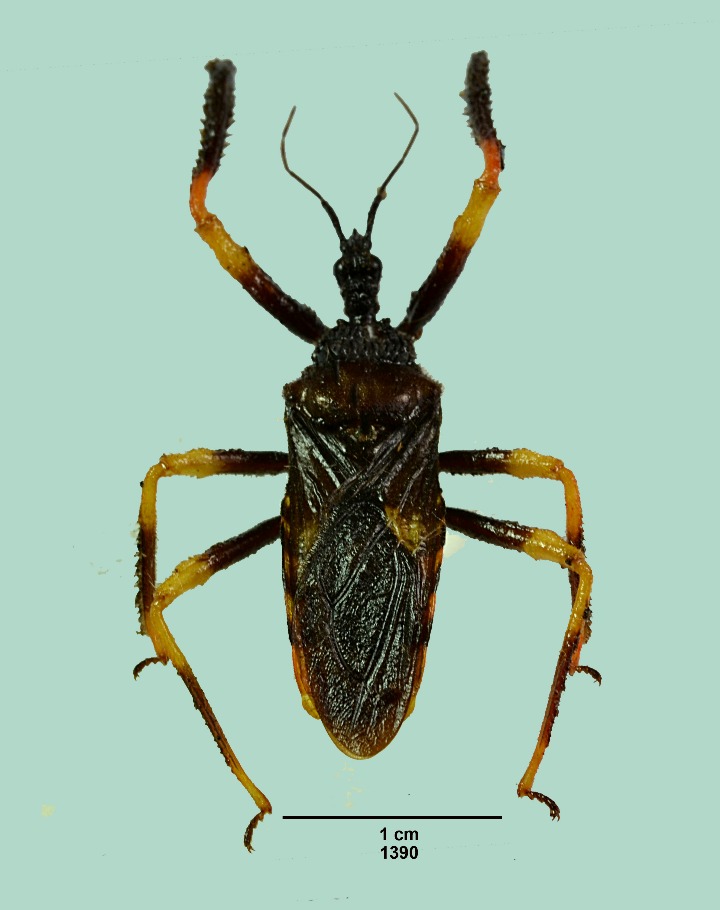 Incaper - Hemiptera: Reduviidae