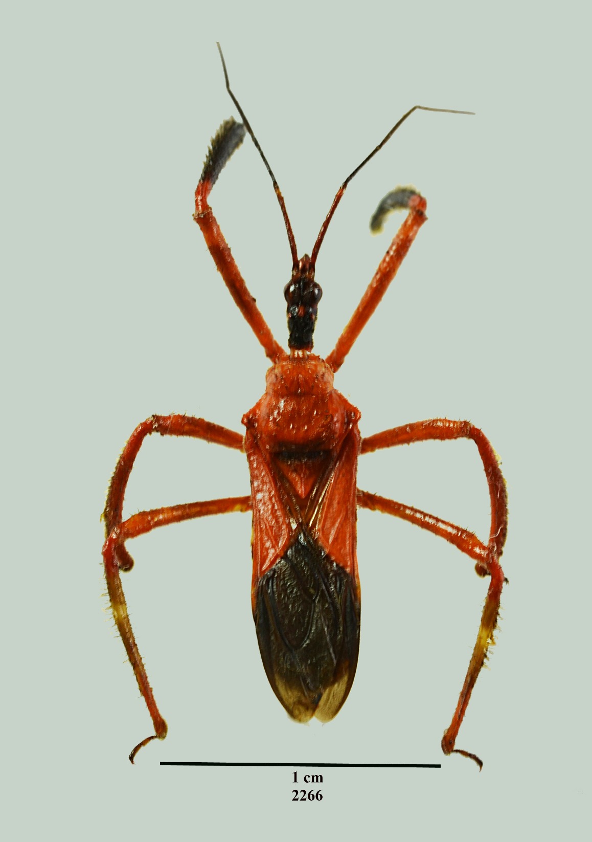 Incaper - Hemiptera: Reduviidae