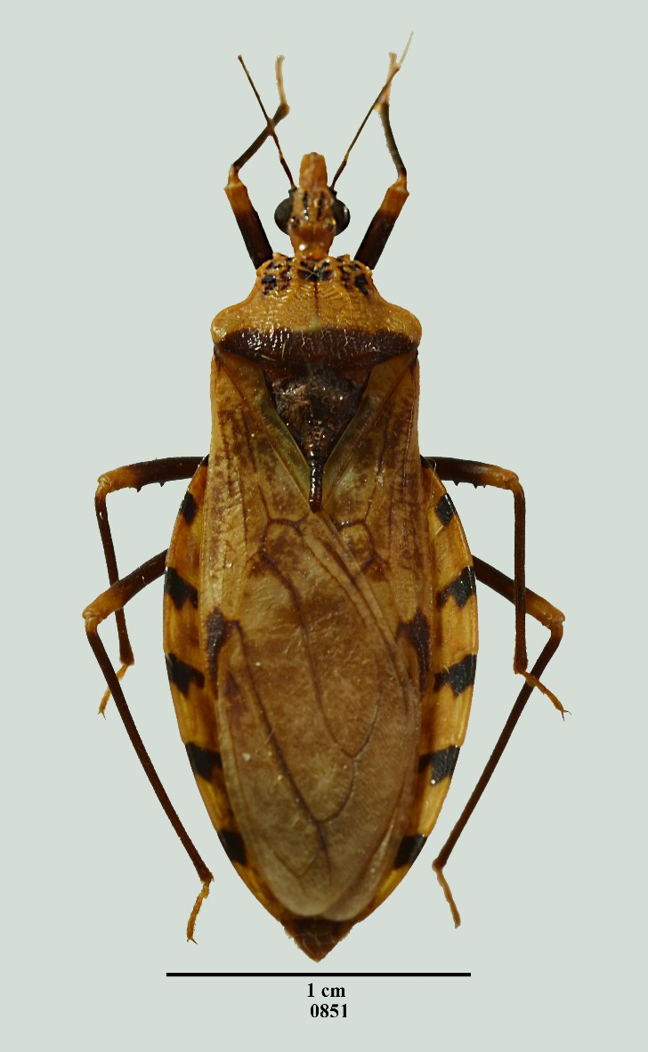 Incaper - Hemiptera: Reduviidae