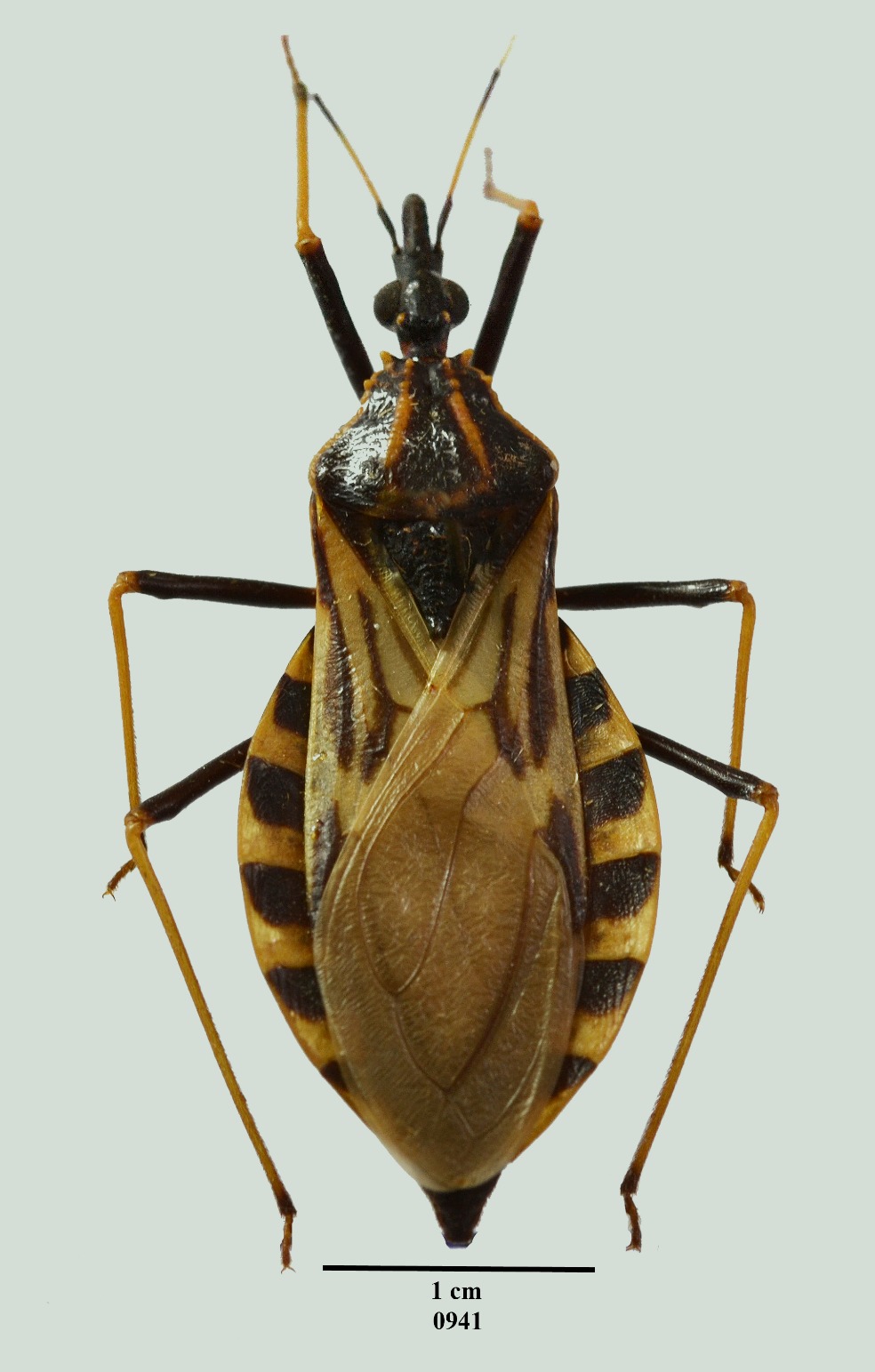 Incaper - Hemiptera: Reduviidae