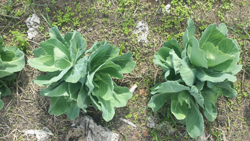 Incaper - Incaper desenvolve tecnologia inédita no mundo para produção ...