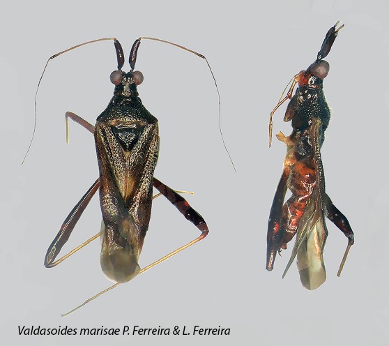 Incaper - Seis novas espécies de insetos são descobertas no Espírito Santo